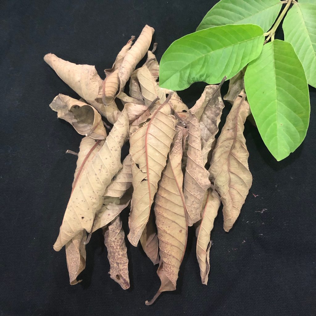Dried Guava Leaves - Asia Scenic Shop